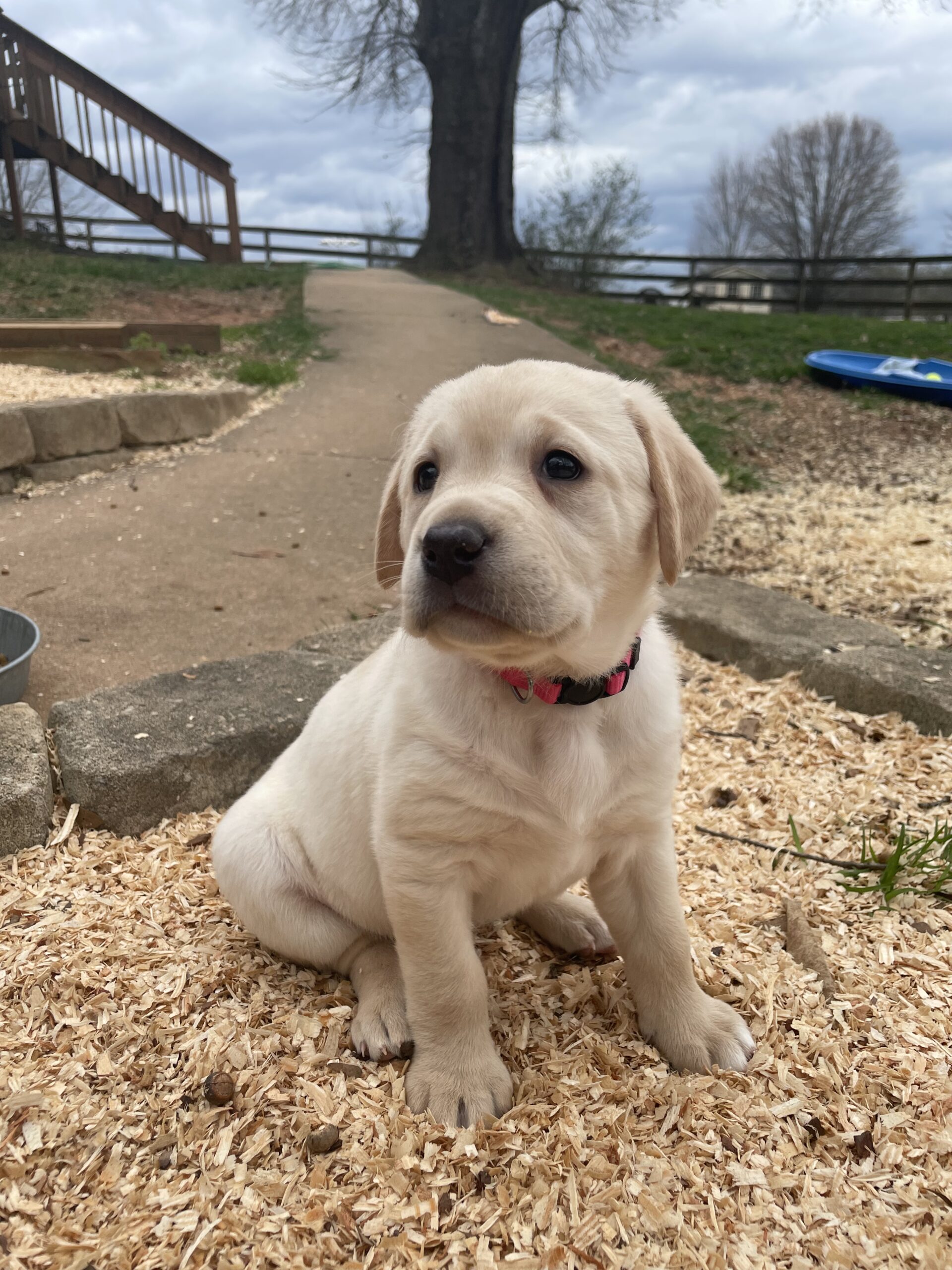 Puppy Training: 3 Early Tips That Shape Behavior for Life
